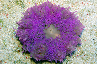 Purple Tip Flat Anemone - Heteractis spp.